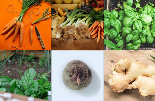 Regrow: the technique that gives new life to your food – The Sleep Journey